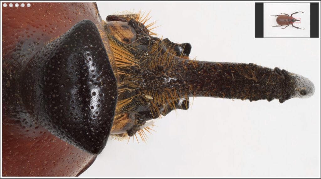 超高精細画像のフォーカススタッキング（被写界深度合成） - CRAPHTO（クラフト）